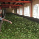 From Kandy: All Inclusive Kandy, Pinnawala & Tea Plantation - What’s the Real Value?