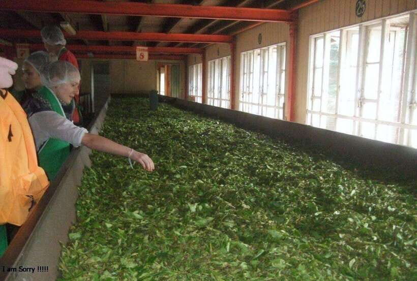 From Kandy: All Inclusive Kandy, Pinnawala & Tea Plantation - What’s the Real Value?