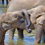 From Kandy: Kandy To Pinnawala Day Tour by Tuk Tuk - Who Will Love This Tour?