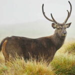 From Kandy: Nuwara Eliya Day Tour (Tea Trails, Waterfalls etc..) - The Sum Up