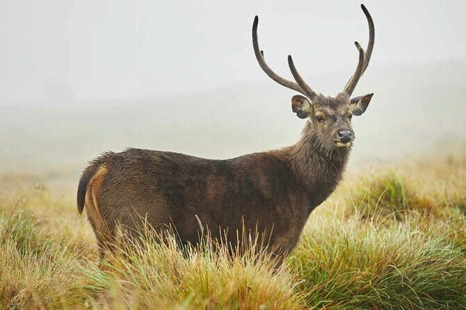 From Kandy: Nuwara Eliya Day Tour (Tea Trails, Waterfalls etc..) - The Sum Up