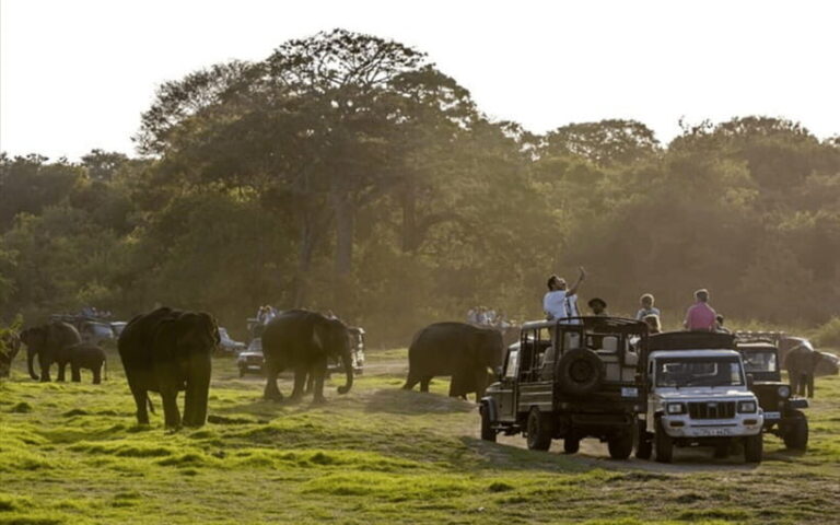 From Kandy: Sigiriya Rock Fortress and Wildlife Safari - Encountering the Wild at Hurulu Eco National Reserve