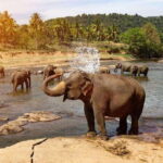 From Kandy To Pinnawala Private Day Tour via Ambuluwawa - What to Expect: A Day Filled with Rich Experiences