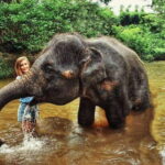 From Kuala Lumpur: Elephant Sanctuary Guided Tour - An In-Depth Look at What This Tour Offers