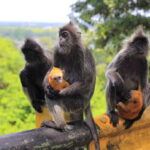 From Kuala Lumpur: Fireflies Tour and Seafood Dinner - Who Is This Tour Best For?