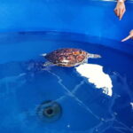 From Kuala Lumpur: Port Dickson Tour with Dragon Cruise - Logistics and Practical Tips