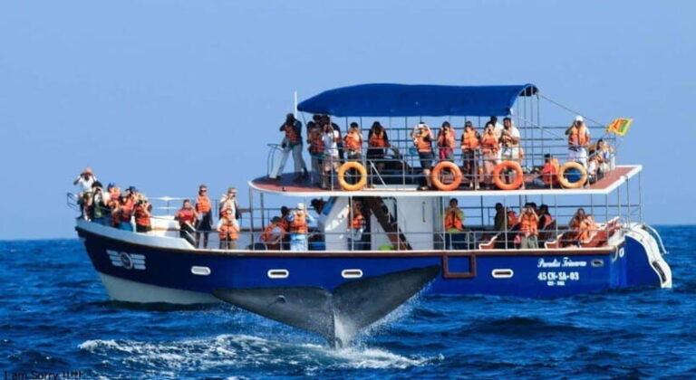 From Mirissa: All Inclusive Whales & Dolphin Watching Tour - Detailed Breakdown of the Experience