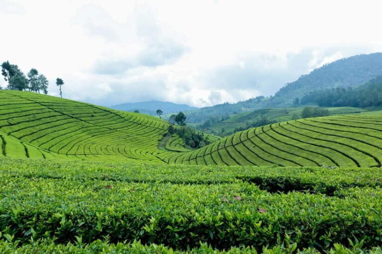 From Moc Chau: 3-Day Tea Farm and Waterfall Tour - What Makes This Tour Stand Out?