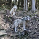 From Montreal: Omega Park Wildlife Safari Calling Sounds - Key Points to Remember