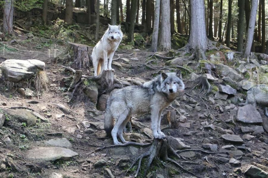 From Montreal: Omega Park Wildlife Safari Calling Sounds - Key Points to Remember