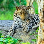 From Negombo: 2-Day Tour to Ella with Safari at Yala Park - What’s Included and What’s Not