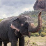 From Negombo: Sigiriya and Dambulla Day Trip and Safari - Detailed Overview of the Tour Experience