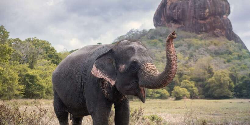 From Negombo: Sigiriya and Dambulla Day Trip and Safari - Detailed Overview of the Tour Experience