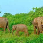 From Negombo: Udawalawa National Park Wildlife Safari - Value and Practical Considerations