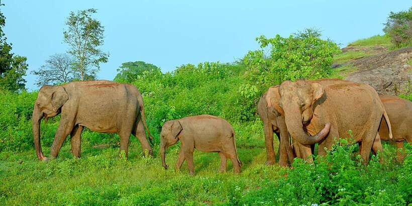 From Negombo: Udawalawa National Park Wildlife Safari - Value and Practical Considerations