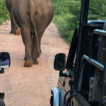 From Negombo: Wilpattu National Park Safari Guided Day Tour - Is It Worth The Price?
