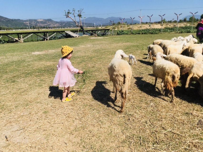 From Nha Trang: Discover Phan Rang Scenic Trip & Vinh Hy Bay - Authentic Experiences & What Travelers Say