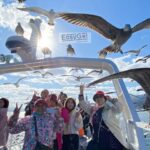 From Osaka/Kyoto: Amanohashidate Day TourIncluding tickets - What’s Included & What to Expect