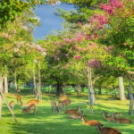 From Osaka-Kyoto: Kyoto and Nara 1Day Bus Tour - The Itinerary in Detail