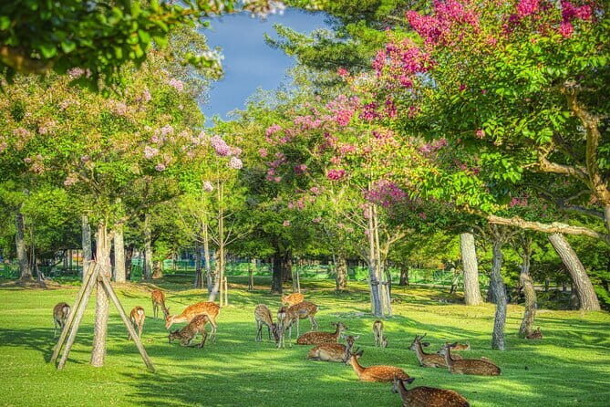 From Osaka-Kyoto: Kyoto and Nara 1Day Bus Tour - The Itinerary in Detail