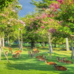 From Osaka/Kyoto: Kyoto & Nara Day Trip with Lunch - What the Reviews Say: Authenticity and Practicalities