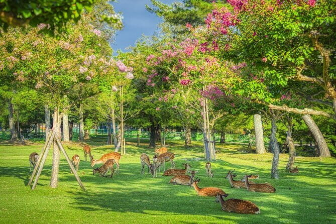 From Osaka/Kyoto: Kyoto & Nara Day Trip with Lunch - What the Reviews Say: Authenticity and Practicalities