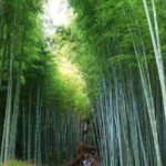 From Osaka: Kyoto Must-see Spots & Nara Park Sightseeing Day Tour - The Pace and Practicalities