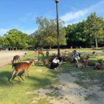 From Osaka/Kyoto: Nara One Day Private Tour - A Closer Look at the Itinerary