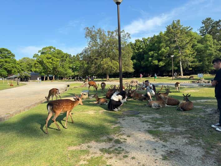 From Osaka/Kyoto: Nara One Day Private Tour - A Closer Look at the Itinerary