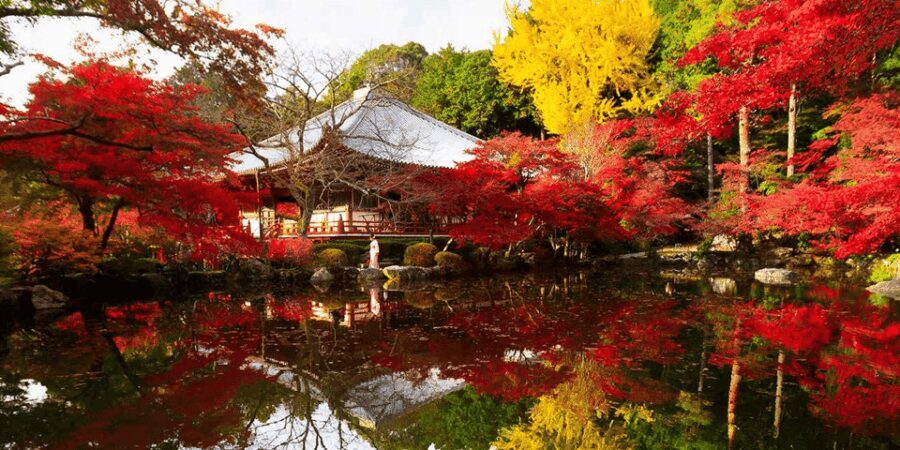 From Osaka: Private Customized Day Tour to Kyoto - Why Choose This Tour?