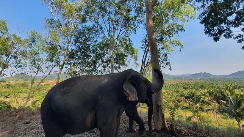 From Pattaya: Living Green Elephant Sanctuary Day Trip - Who Should Consider This Trip