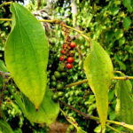 From Phnom Penh: Kampot Day Trip to Beautiful place W/ Guide - Analyzing the Cost and Overall Value