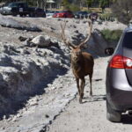 From Puebla: Africam Safari Private Tour all included - What You Can Expect from This Tour