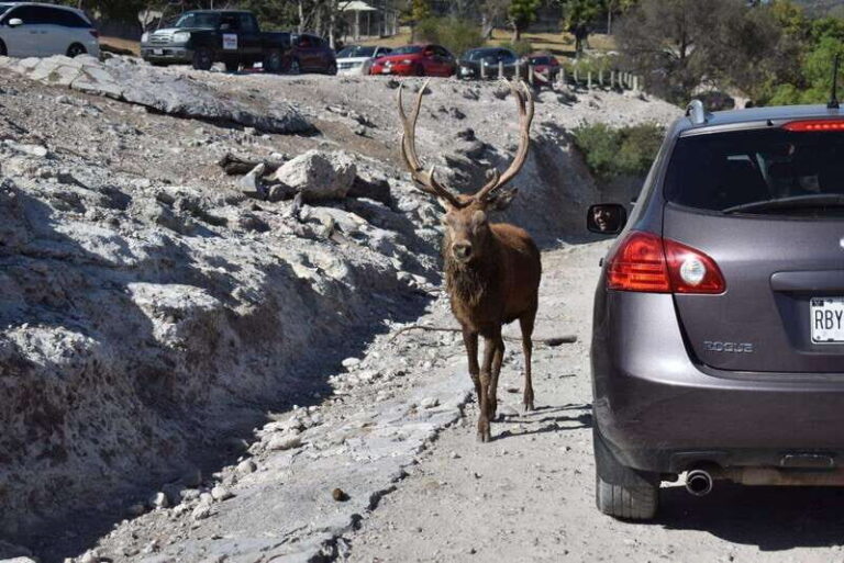 From Puebla: Africam Safari Private Tour all included - What You Can Expect from This Tour