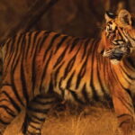 From: Ranthambore: Guided Tiger Safari in Canter - The Experience in Detail