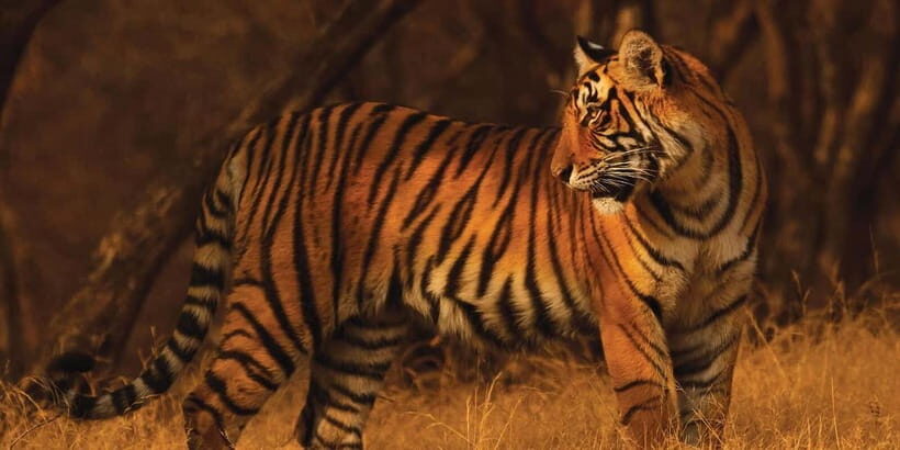 From: Ranthambore: Guided Tiger Safari in Canter - The Experience in Detail