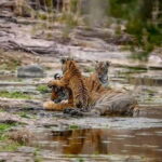 From Ranthambore: Official Tiger Safari in Canter With Guide - An Inside Look at the Safari Experience
