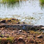 From Ranthambore:National Chambal Alligator Private Trip All Incl - Wildlife Viewing: What Will You Likely See?