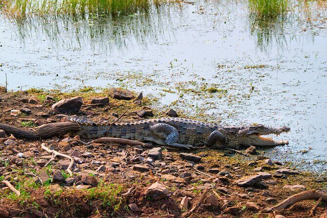From Ranthambore:National Chambal Alligator Private Trip All Incl - Wildlife Viewing: What Will You Likely See?