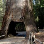 From San Francisco: Yosemite Private Full-Day Trip - The Practical Side: What to Expect