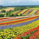 From Sapporo: Furano and Biei Vibrant Fields Tour - Visiting Farm Tomita: Lavender Fields and More