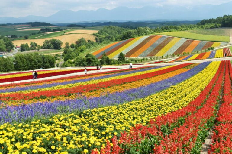 From Sapporo: Furano and Biei Vibrant Fields Tour - Visiting Farm Tomita: Lavender Fields and More