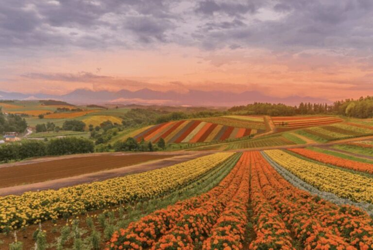 From Sapporo : Hokkaido Furano Tomita Farm Joiner Tour - Shirogane Blue Pond: A fairyland spectacle