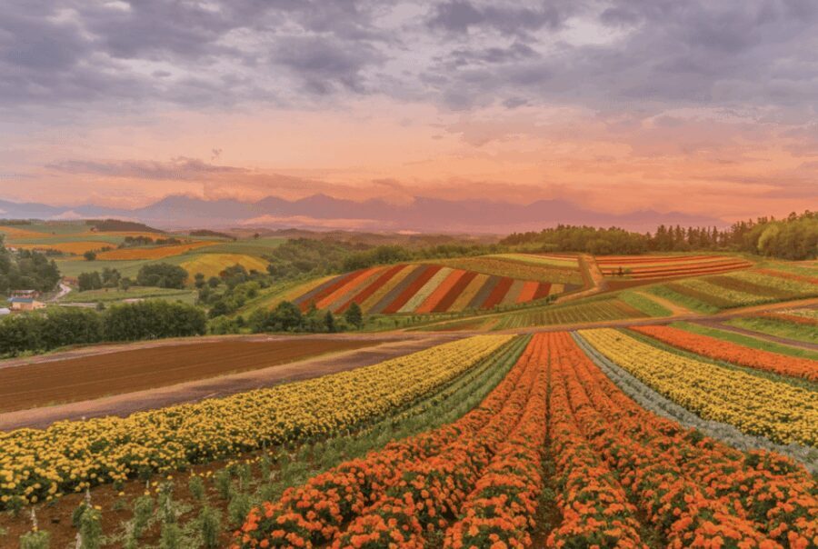 From Sapporo : Hokkaido Furano Tomita Farm Joiner Tour - Shirogane Blue Pond: A fairyland spectacle