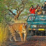 From Sawai Madhopur: Ranthambore National Park Jeep Safari - What to Expect From This Safari