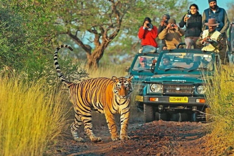 From Sawai Madhopur: Ranthambore National Park Jeep Safari - What to Expect From This Safari