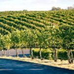 From Seattle Wine Tasting, Vineyards in Eastern WA - Analyzing the Value