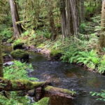 From Sechelt or Langdale: Sunshine Coast Tour and Hike - An In-Depth Look at the Sunshine Coast Tour and Hike