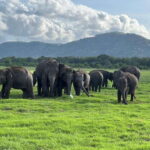 From Sigiriya: Kaudulla National Park Half-Day Jeep Safari - Who It’s Best For