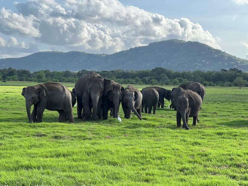 From Sigiriya: Kaudulla National Park Half-Day Jeep Safari - Who It’s Best For